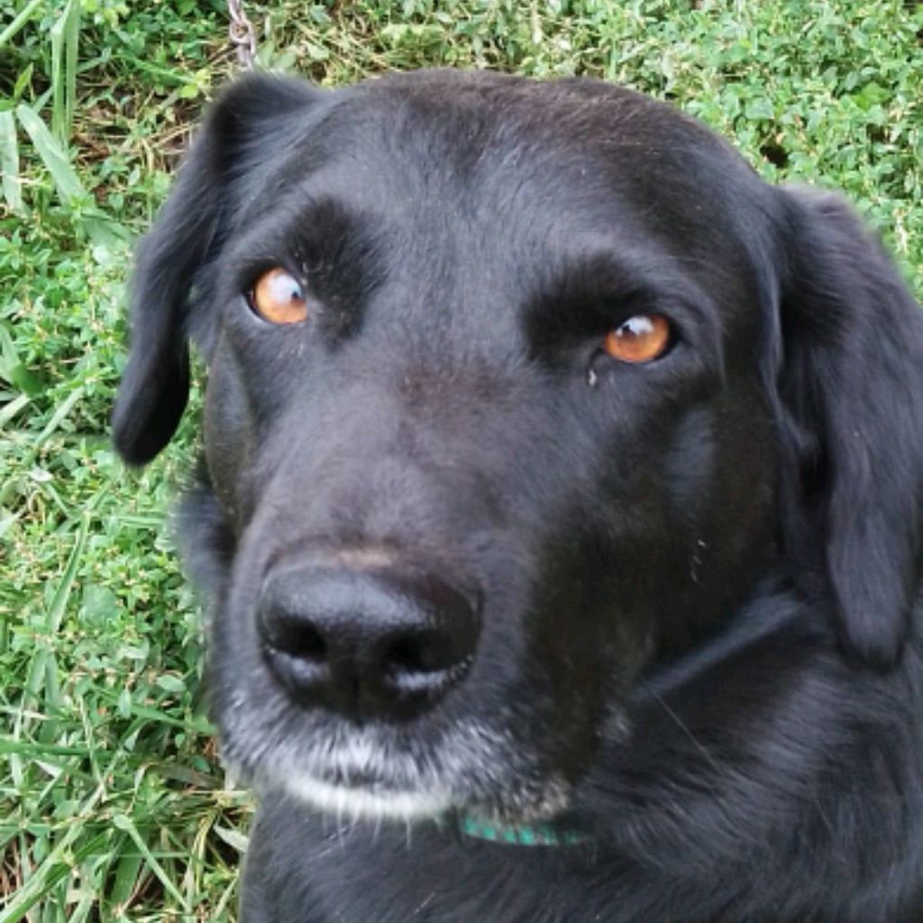 Иконка канала Жизнь Черныша