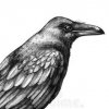 Иконка канала RAVEN91