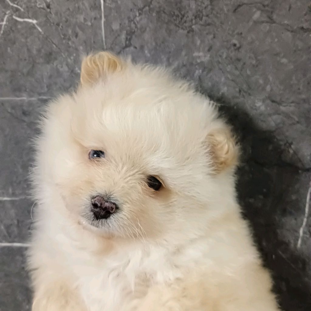 Иконка канала Lisa life(лИса лайф