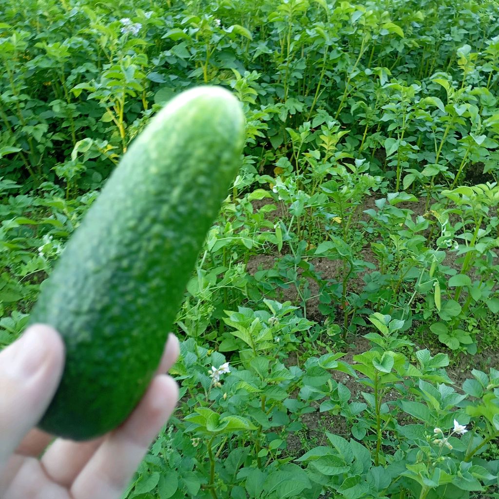 Иконка канала Листик