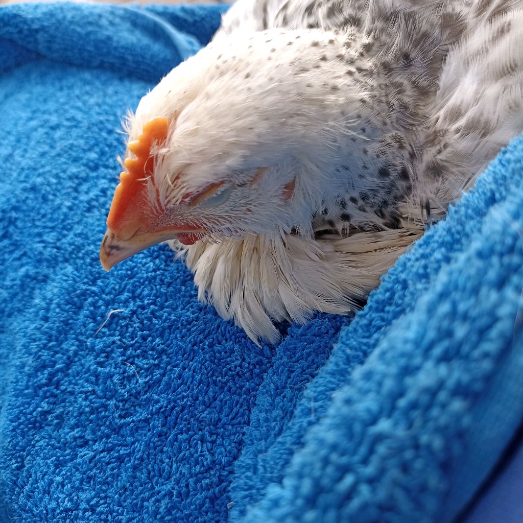 Иконка канала Городские