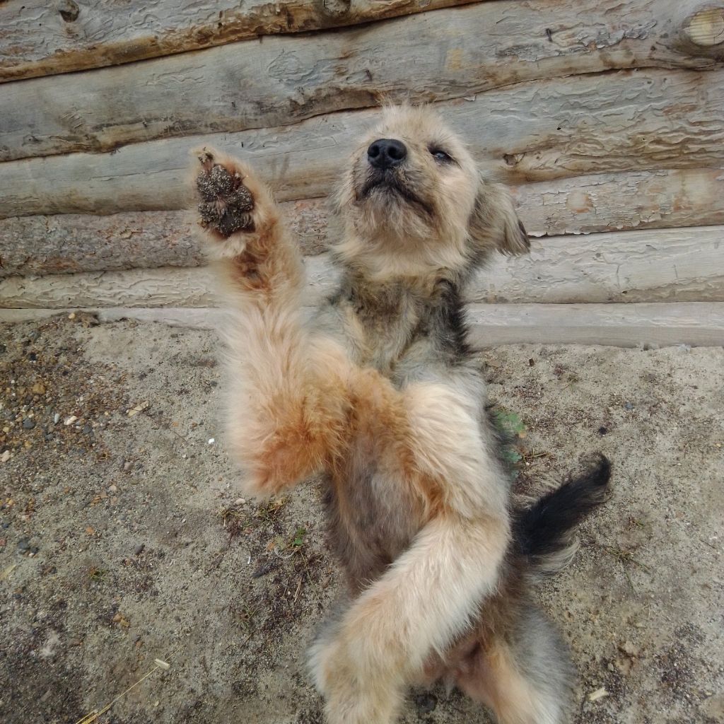 Иконка канала Mukha& Panda tricks