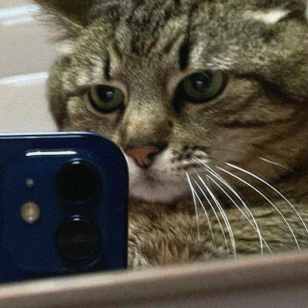 Иконка канала Чёрно белый кот