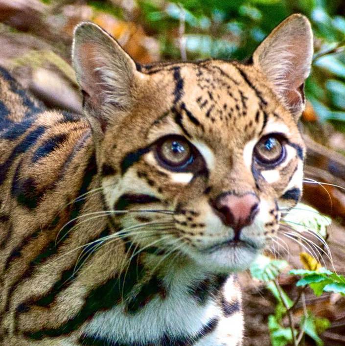 Иконка канала Rainbow ???