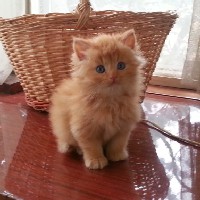 Иконка канала Милый и смешной