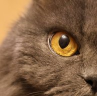 Иконка канала SADFych