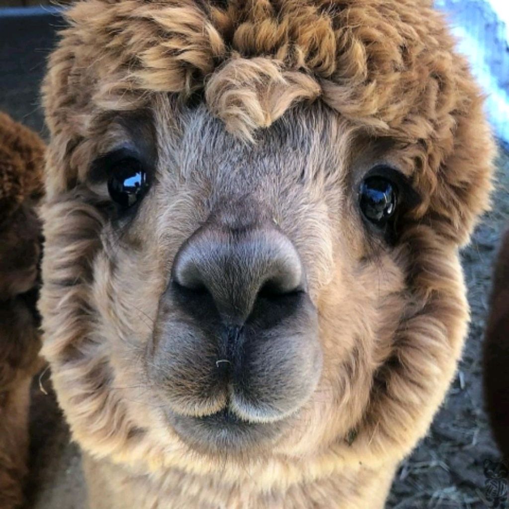 Иконка канала TimRaf