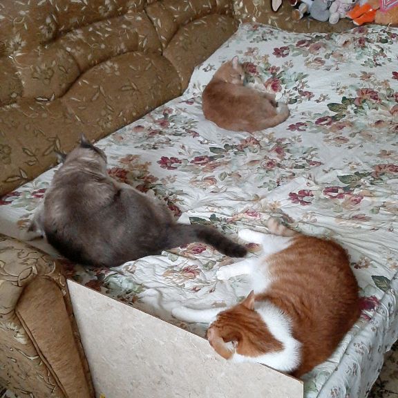 Иконка канала Мур Мяу котики