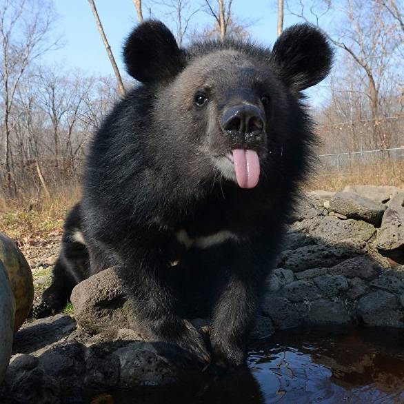 Иконка канала Dimapunk