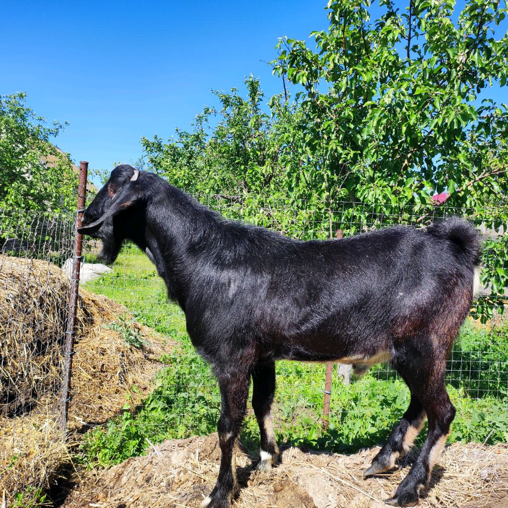 Иконка канала Это моя жизнь. И козы Золотая Степь.