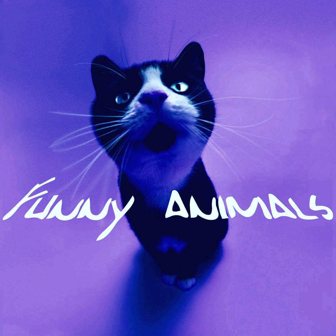 Иконка канала Funny  animals