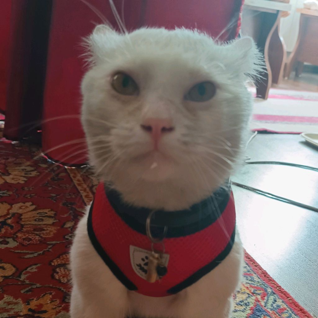 Иконка канала Ольга Шелухина