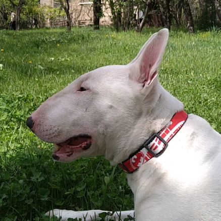 Иконка канала Danny Bull Terrier