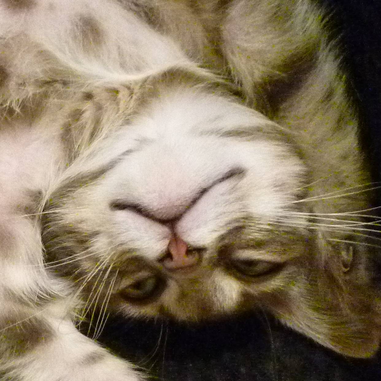 Иконка канала Elena Vadimovna ENGLISH