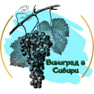 Иконка канала Виноград в Сибири