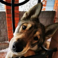 Иконка канала Лайчонок Таймыр