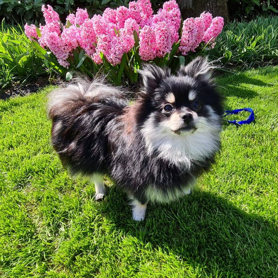 Иконка канала Наш Любимый Питомник