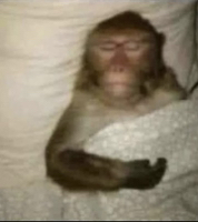 Иконка канала gogogo coffee