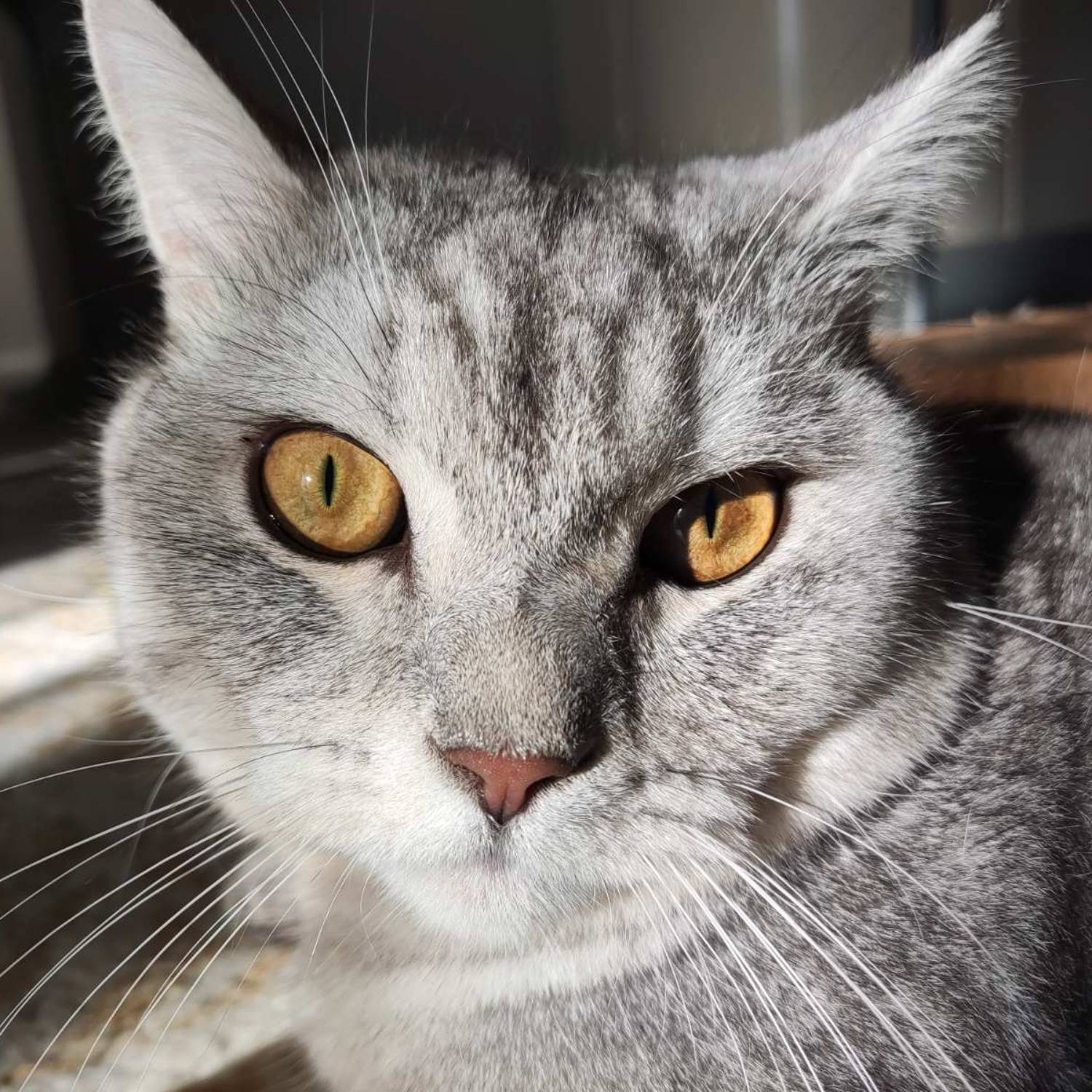 Иконка канала Прыг-скок