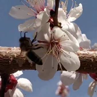 Иконка канала Сад на Южном Урале