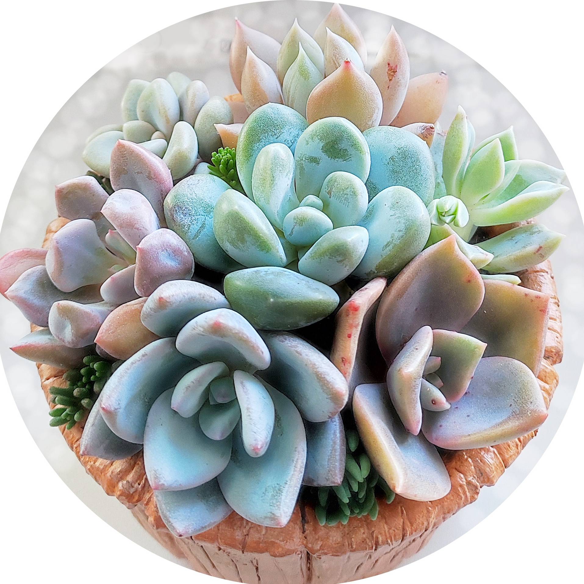 Иконка канала Суккуленты на юге