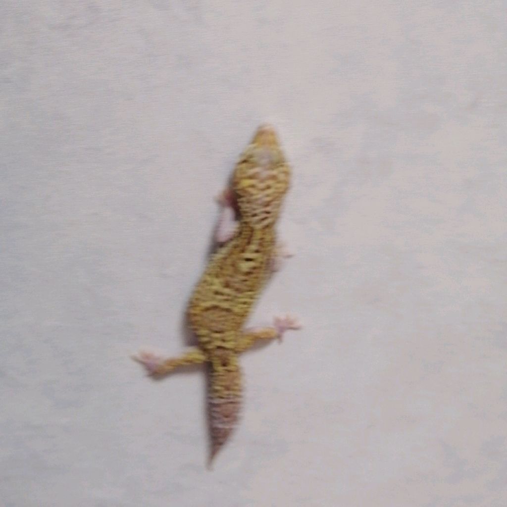 Иконка канала Egor