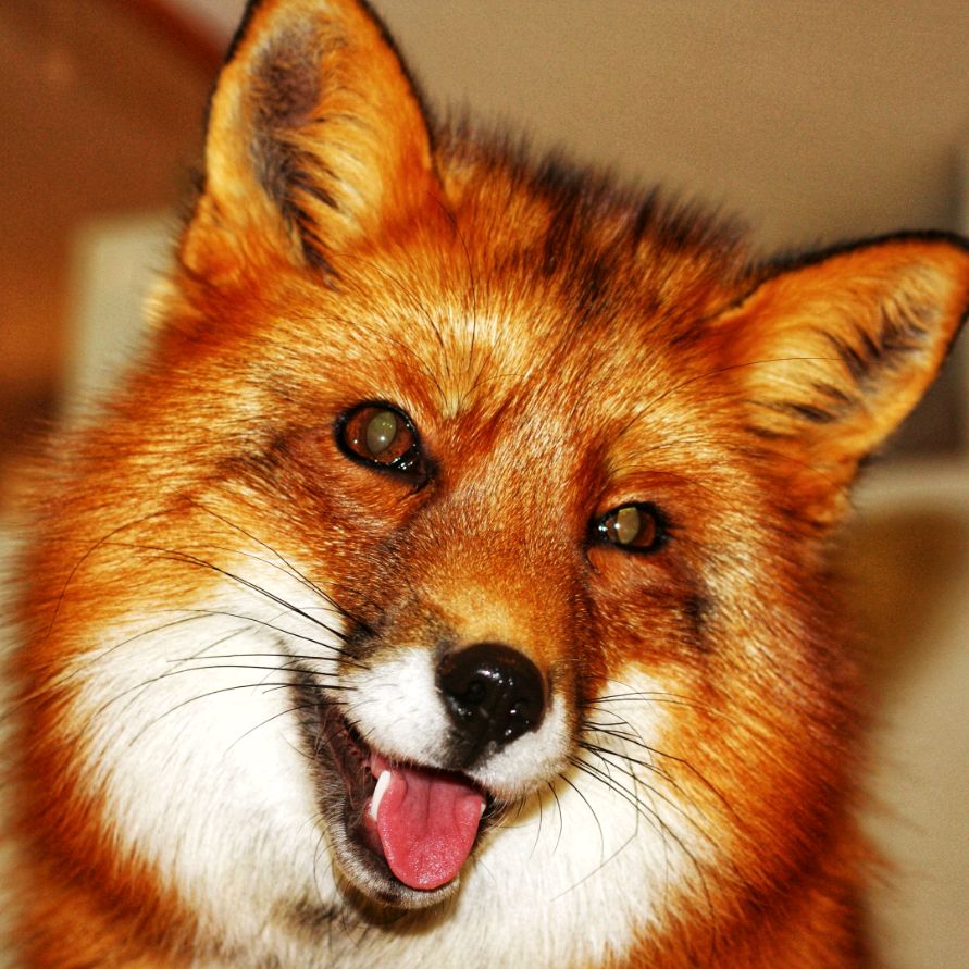 Иконка канала Лиса Есения