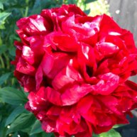 Иконка канала Сад Бесконечного Лета