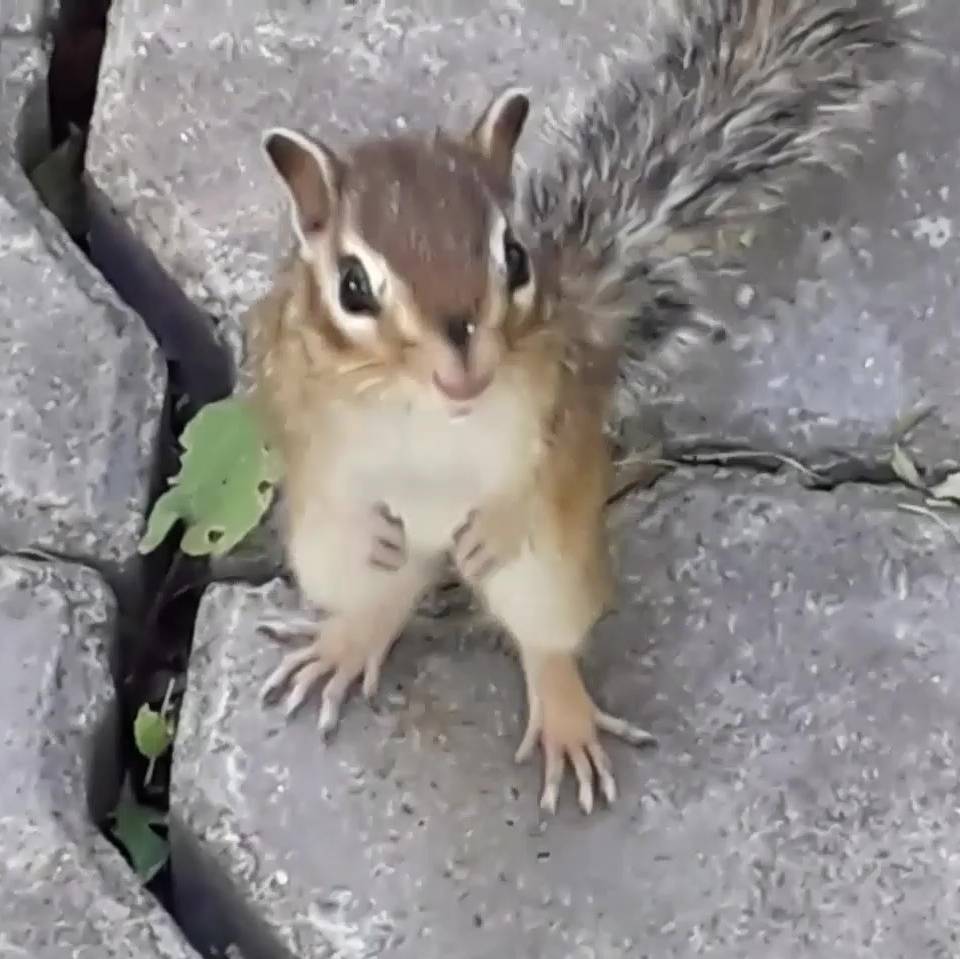 Иконка канала Plushiky 1