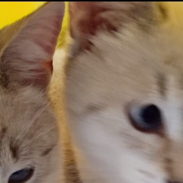 Иконка канала ЗАБАВНЫЕ ЖИВОТНЫЕ