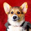 Иконка канала Корги Кекс