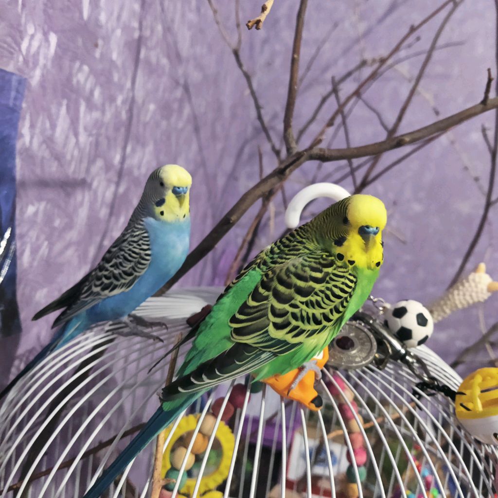 Иконка канала Будни птички