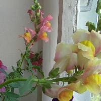 Иконка канала GorinGeAl