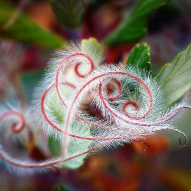 Иконка канала SONALII