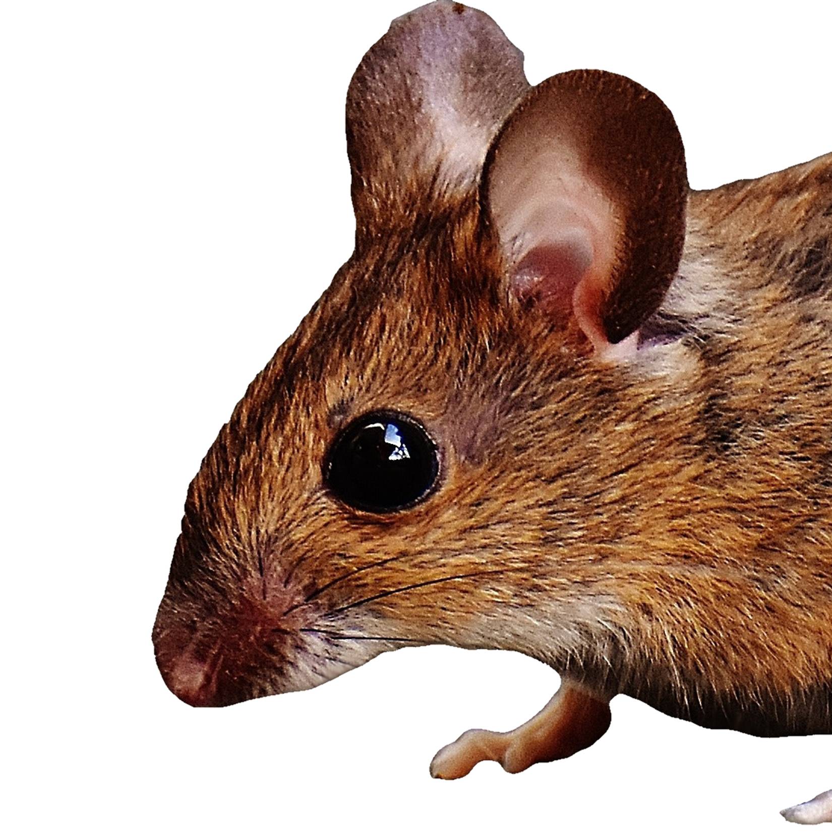 Иконка канала Фан-Мышич