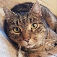 Иконка канала Arzamax