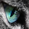 Иконка канала Истории о животных