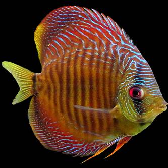 Иконка канала Дядя Вася Рулит / Аквариум как Хобби