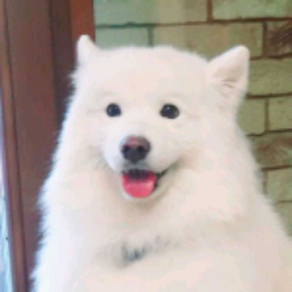 Иконка канала Дрессировка Yulia 🐕