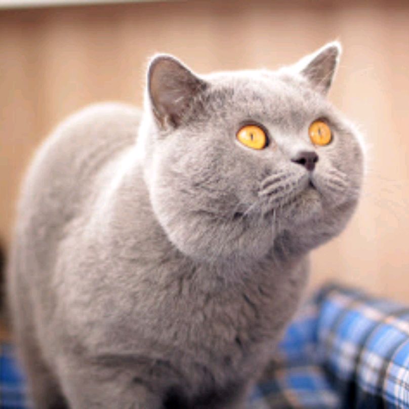 Иконка канала Британские кошки Тин Арден.