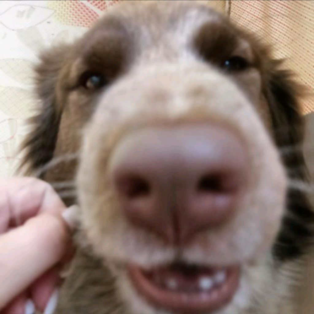 Иконка канала Бонбонэ