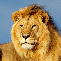 Иконка канала Александр Багратян