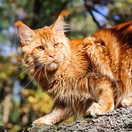 Иконка канала Мейн куны Bright Image