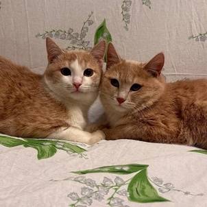 Иконка канала Добрый