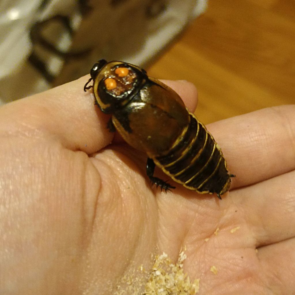 Иконка канала Elena Shvedun