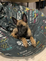 Иконка канала Жизнь с Малинуа ?️ Бельгийская овчарка?