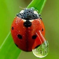 Иконка канала БЫСТРАЯ КУХНЯ