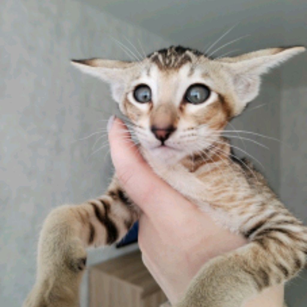 Иконка канала Ориентальные кошки