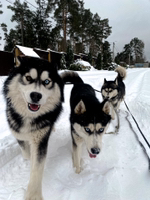 Иконка канала ХаскиСноуСторм