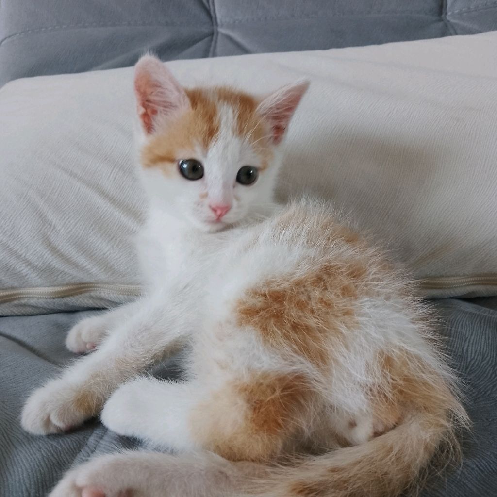 Иконка канала Gregory